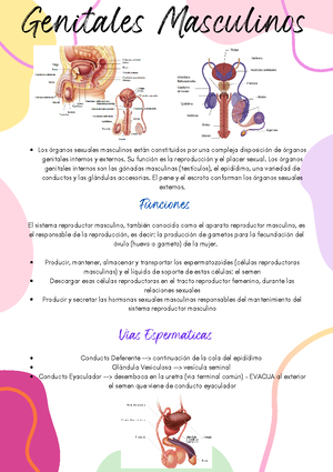 Cordon Espermatico - Moore. Fundamentos de Anatomía Con Orientación ...