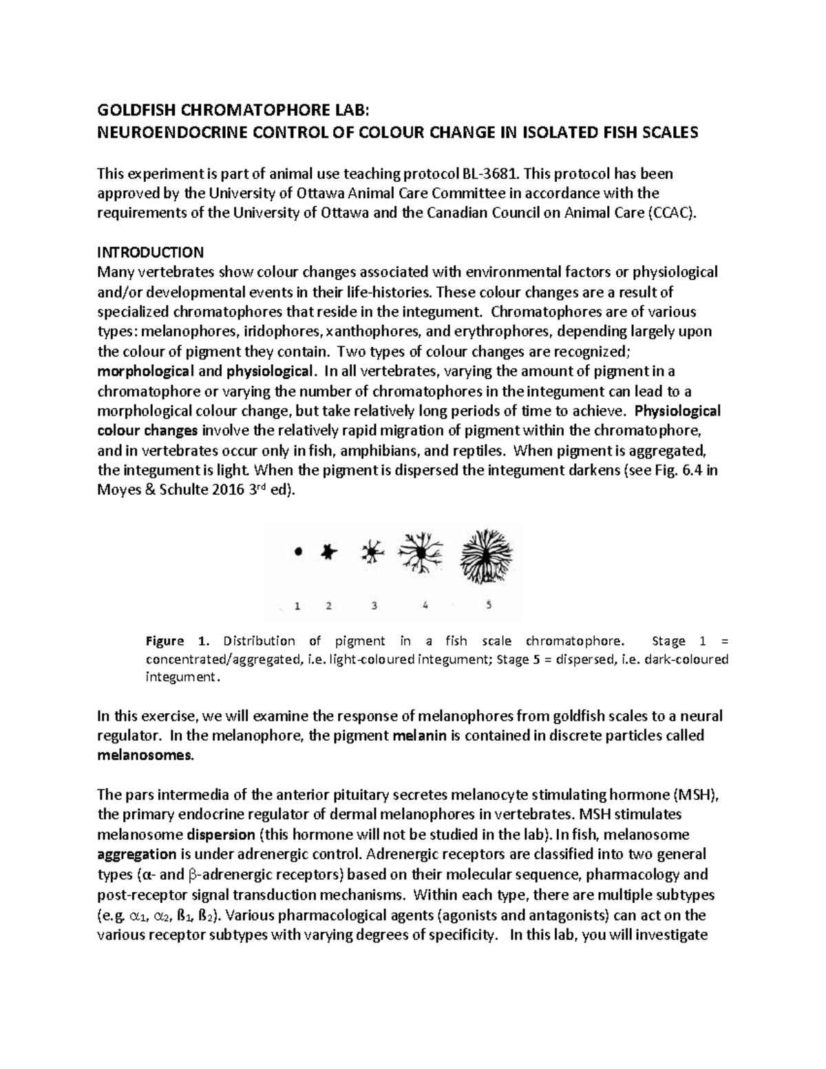 GOLDFISH CHROMATOPHORE LAB: NEUROENDOCRINE CONTROL OF COLOR CHANGE ...