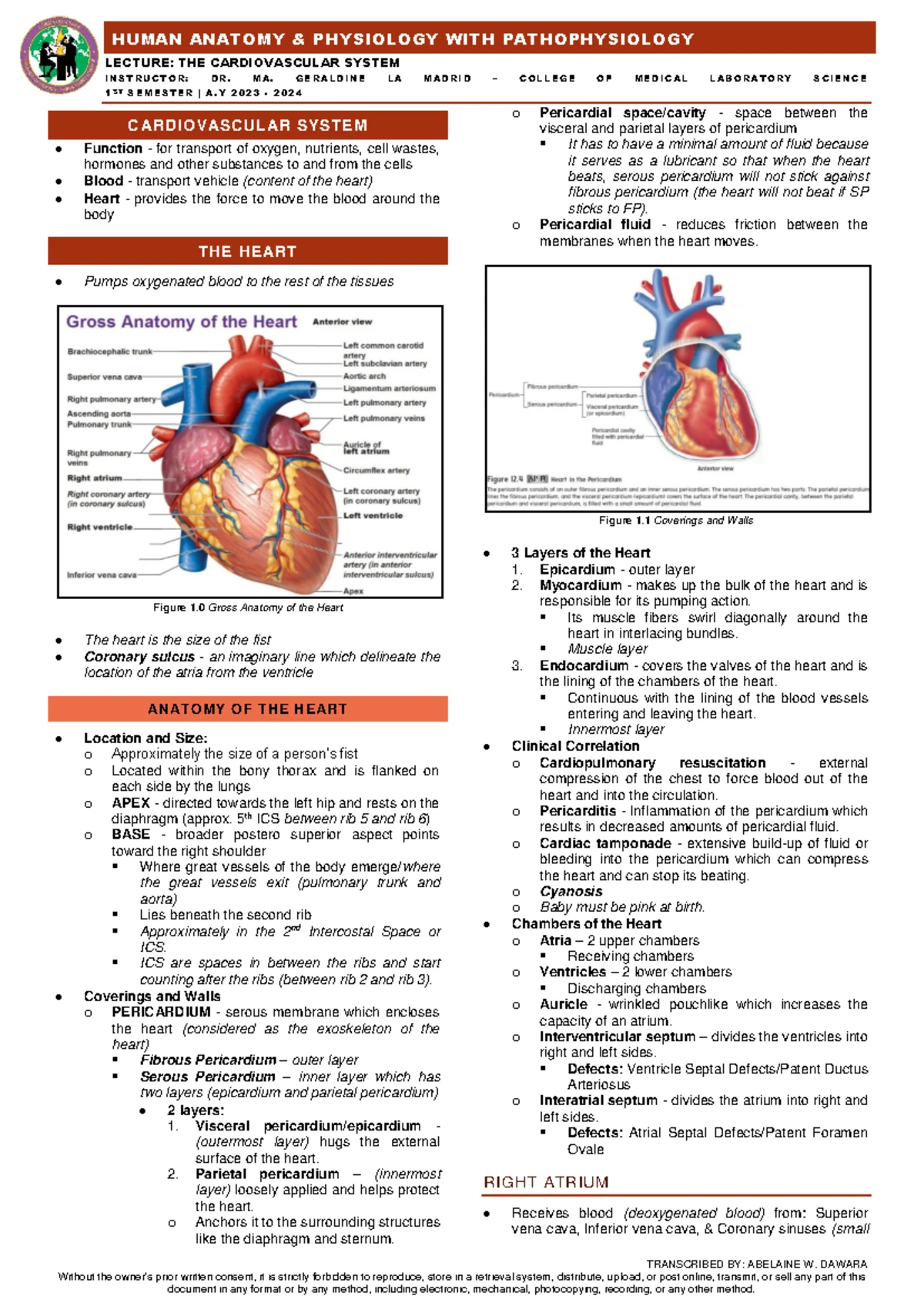 HUMAN ANATOMY PHYSIOLOGY WITH PATHOPHYSIOLOGY LECTURE: LYMPHATIC ...
