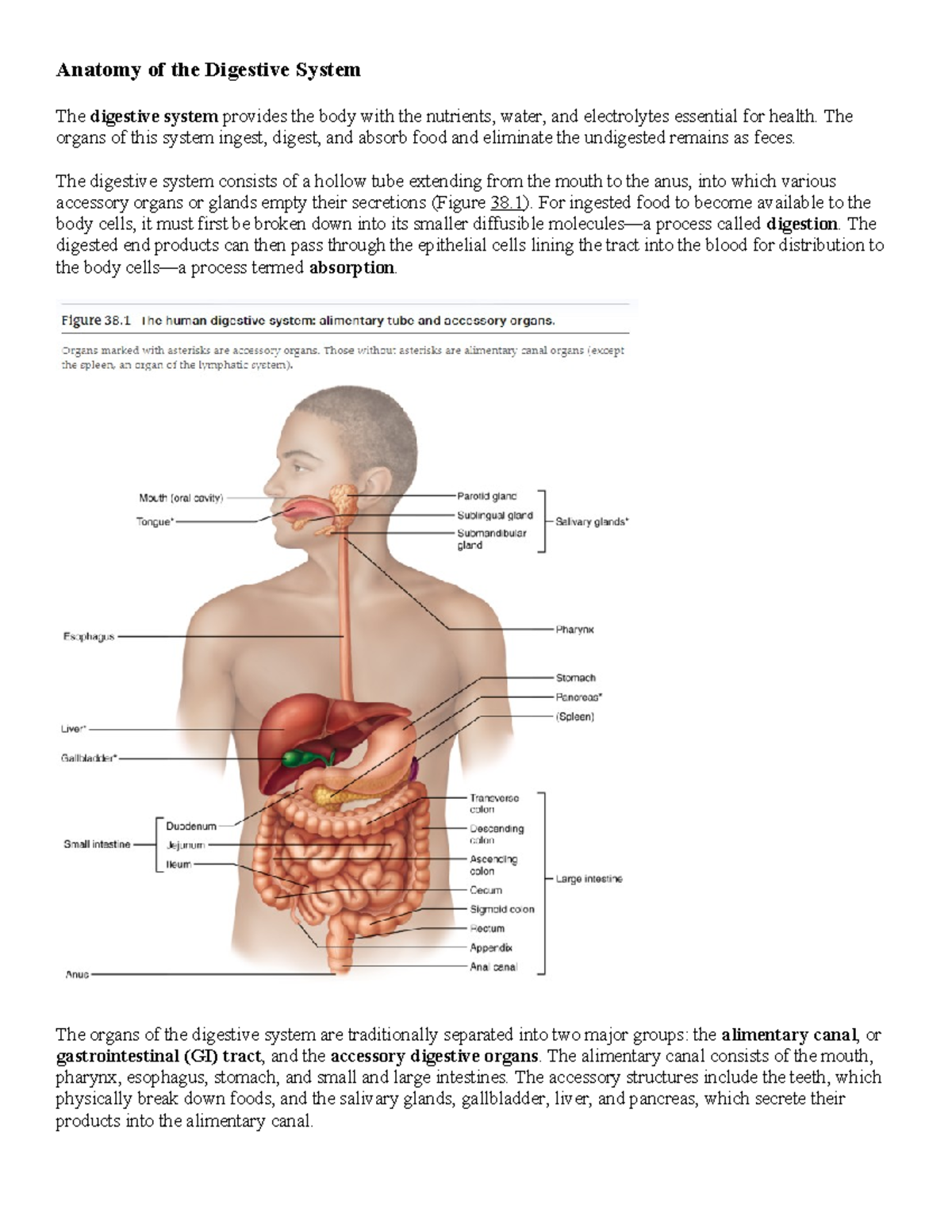 Anatomy of the Digestive System - Detailed Handout for Study - Studocu