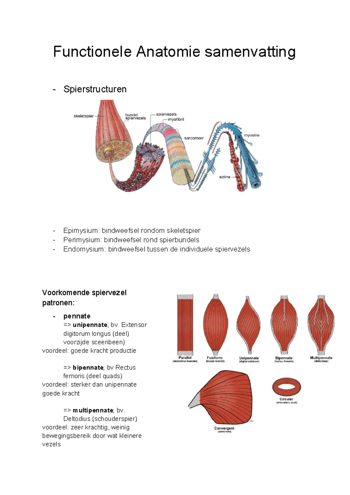 Functionele Anatomie Samenvatting: Spierstructuren en Bewegingen ...