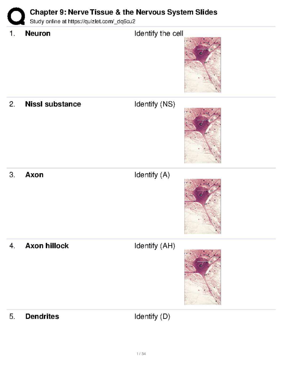 Chapter 9: Nerve Tissue & Nervous System Slides Study Guide - Studocu