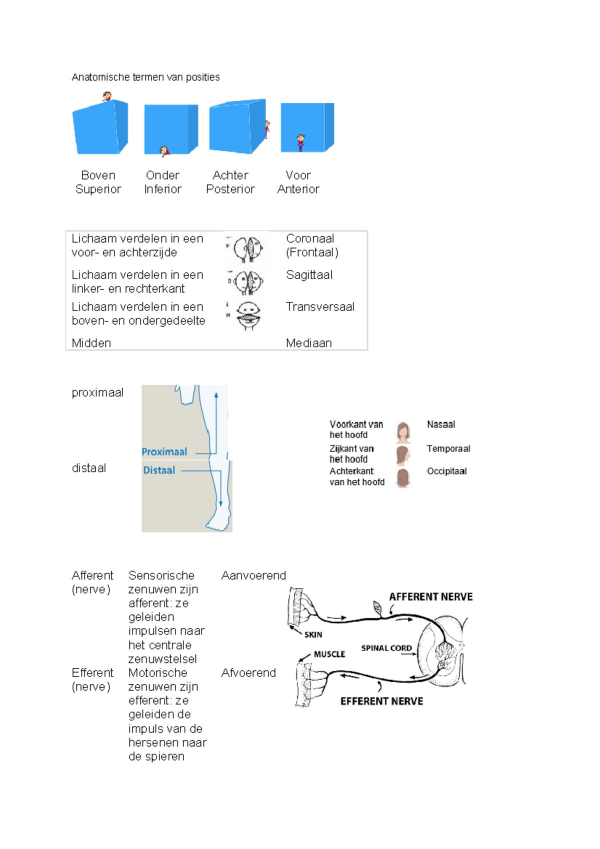 Anatomische Termen & Posities: Essentiële Definities en Concepten ...