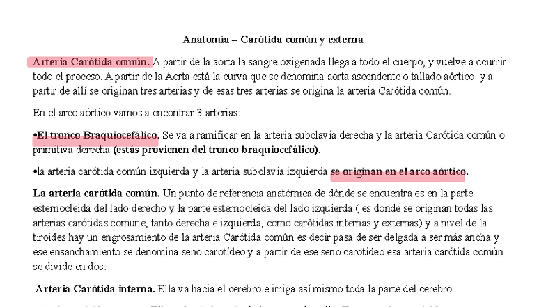Arteria Carótida Común y Externa: Anatomía y Funciones - Studocu