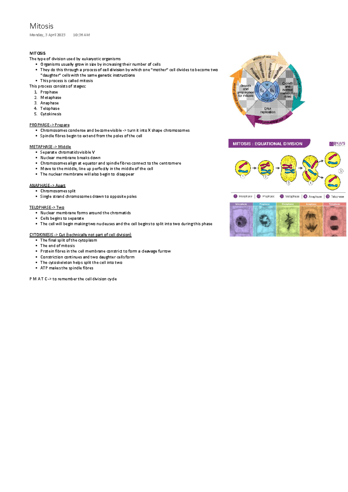 mitosis notes - cell division - MITOSIS The type of division used by ...
