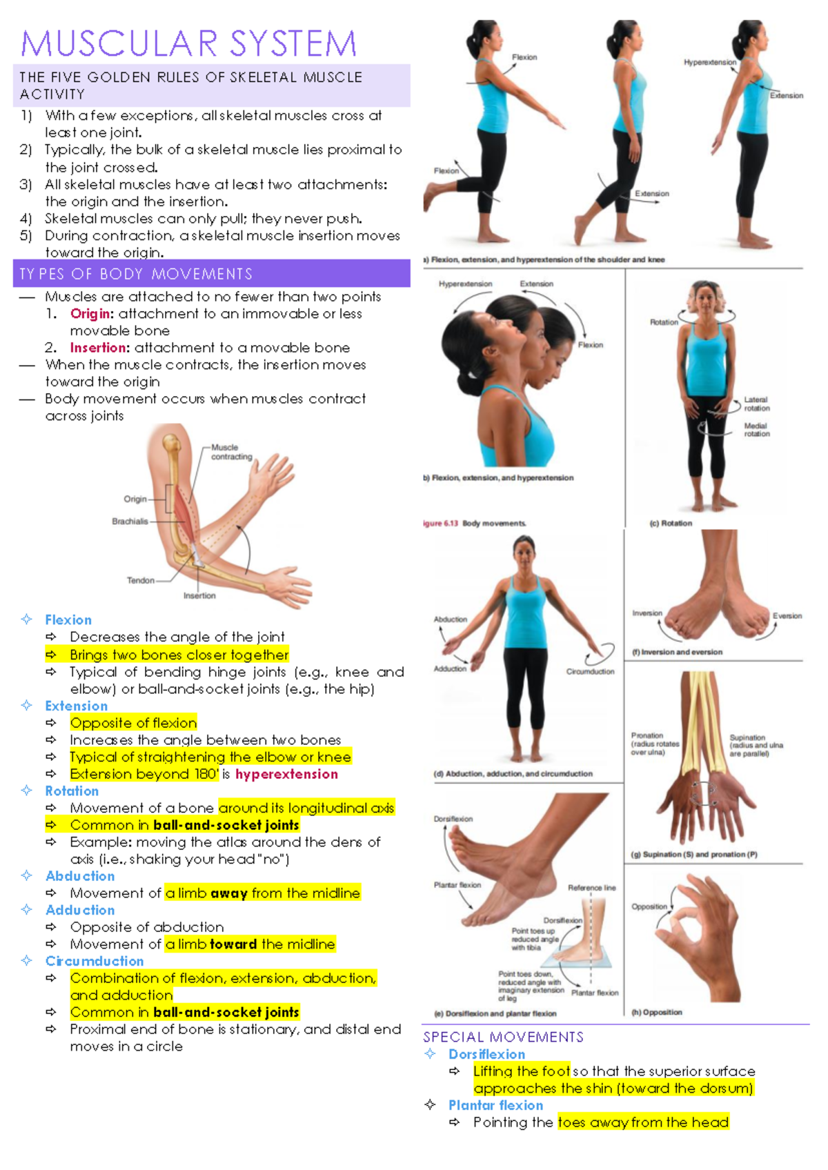 Overview of the Muscular System - Biology 101 Lecture Notes - Studocu