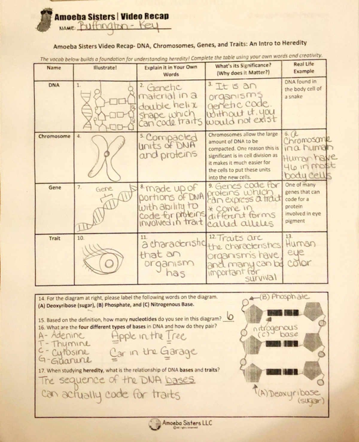Amoeba sisters dna key - Amoeba Sisters I Video Recan N)AME: Amoeba ...
