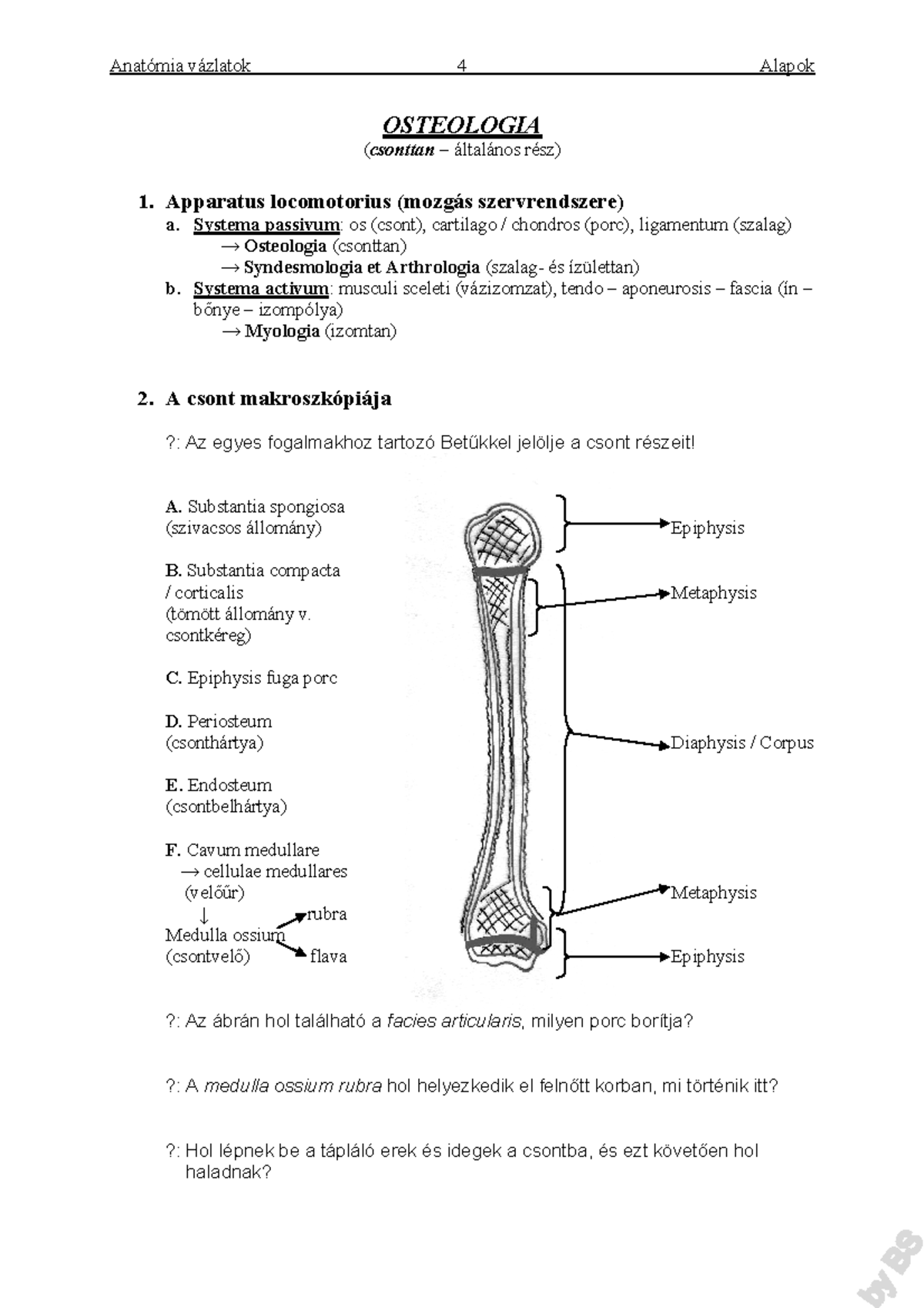 Csonttan - Az emberi test csontjainak részletes anatómiai jegyzéke ...