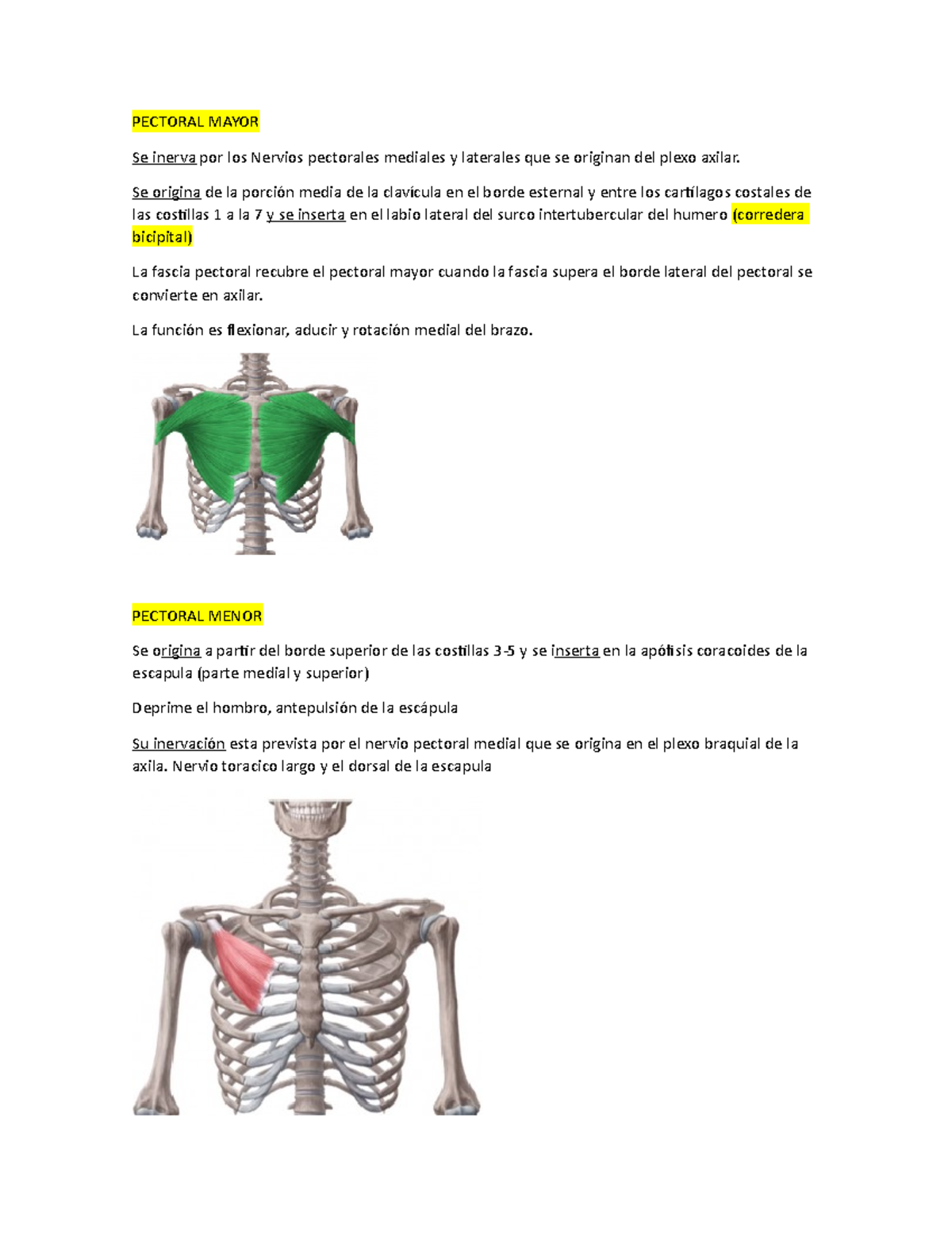 Resumen de los Músculos Axilares - Anatomía Humana (ANAT 101) - Studocu