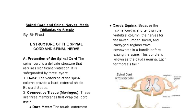 Spinal Cord & Nerves: Structure, Functions, and Reflexes (BIO 101) - Studocu