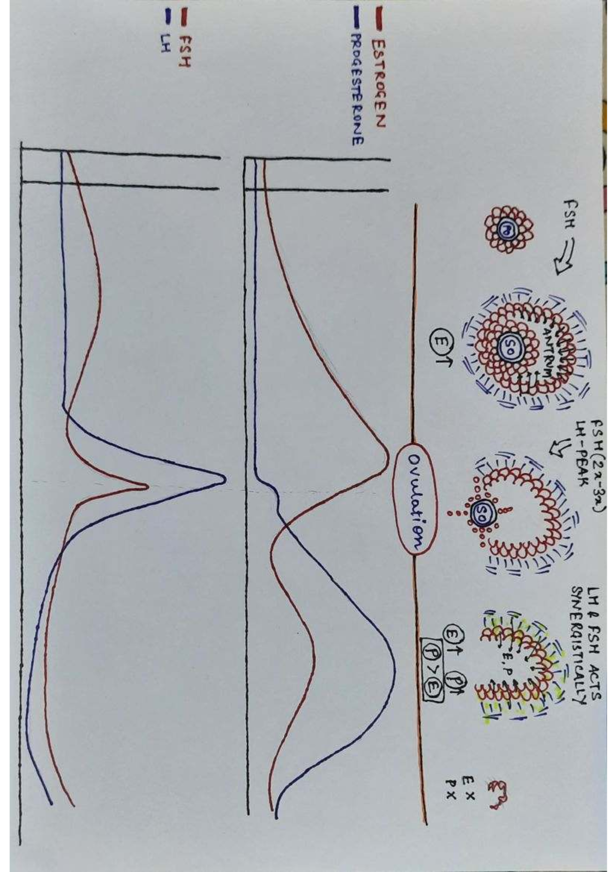 Menstrual Cycle Overview - Handwritten Notes on Phases and Hormones ...