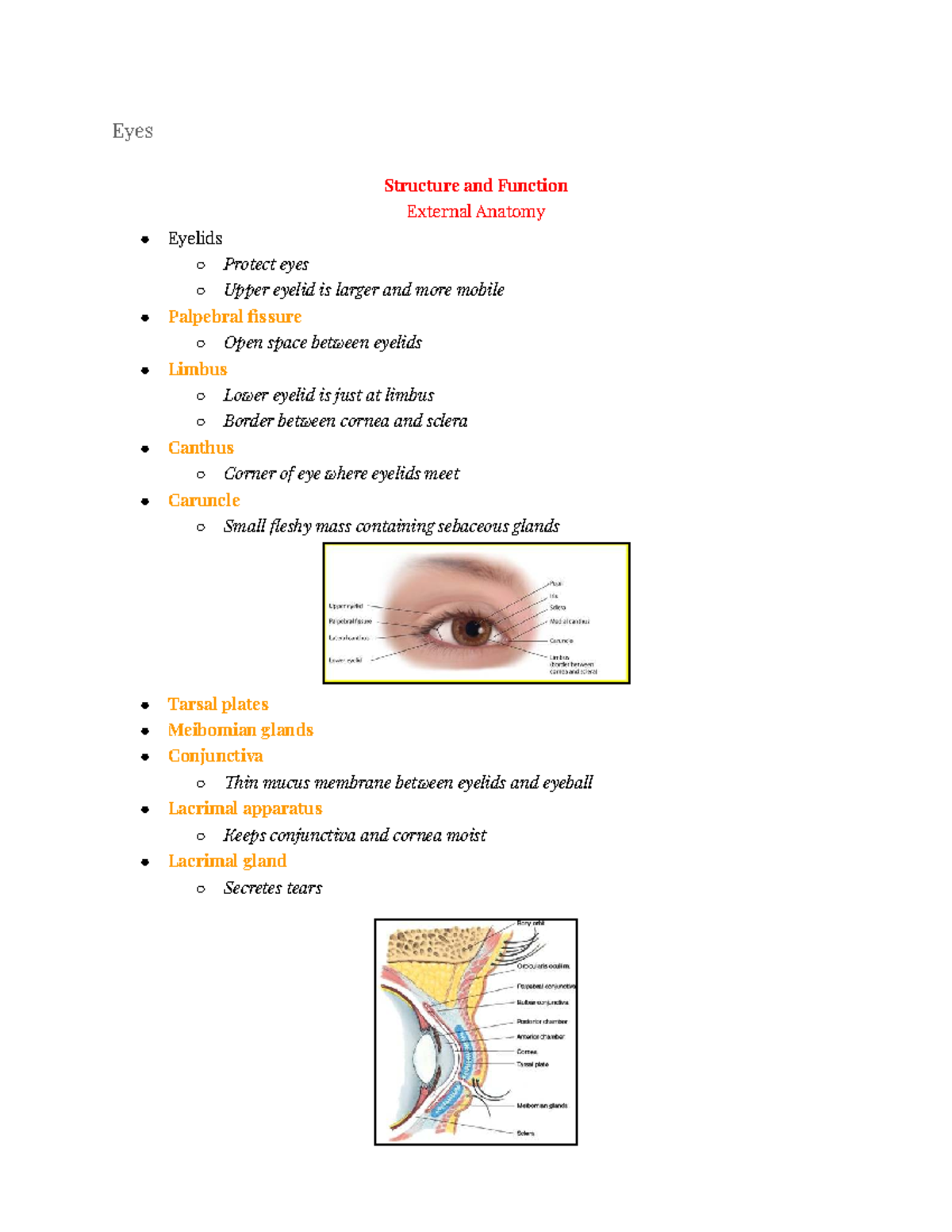W8 Anatomy of the Eye: Structure, Function, and Health Considerations ...