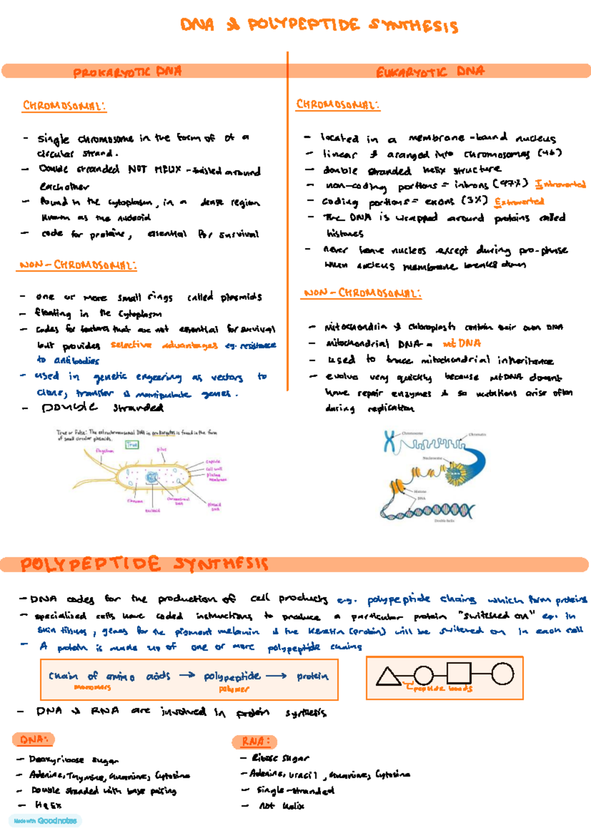 Polypeptide Synthesis in Prokaryotic DNA: Module 5.3 Notes - Studocu