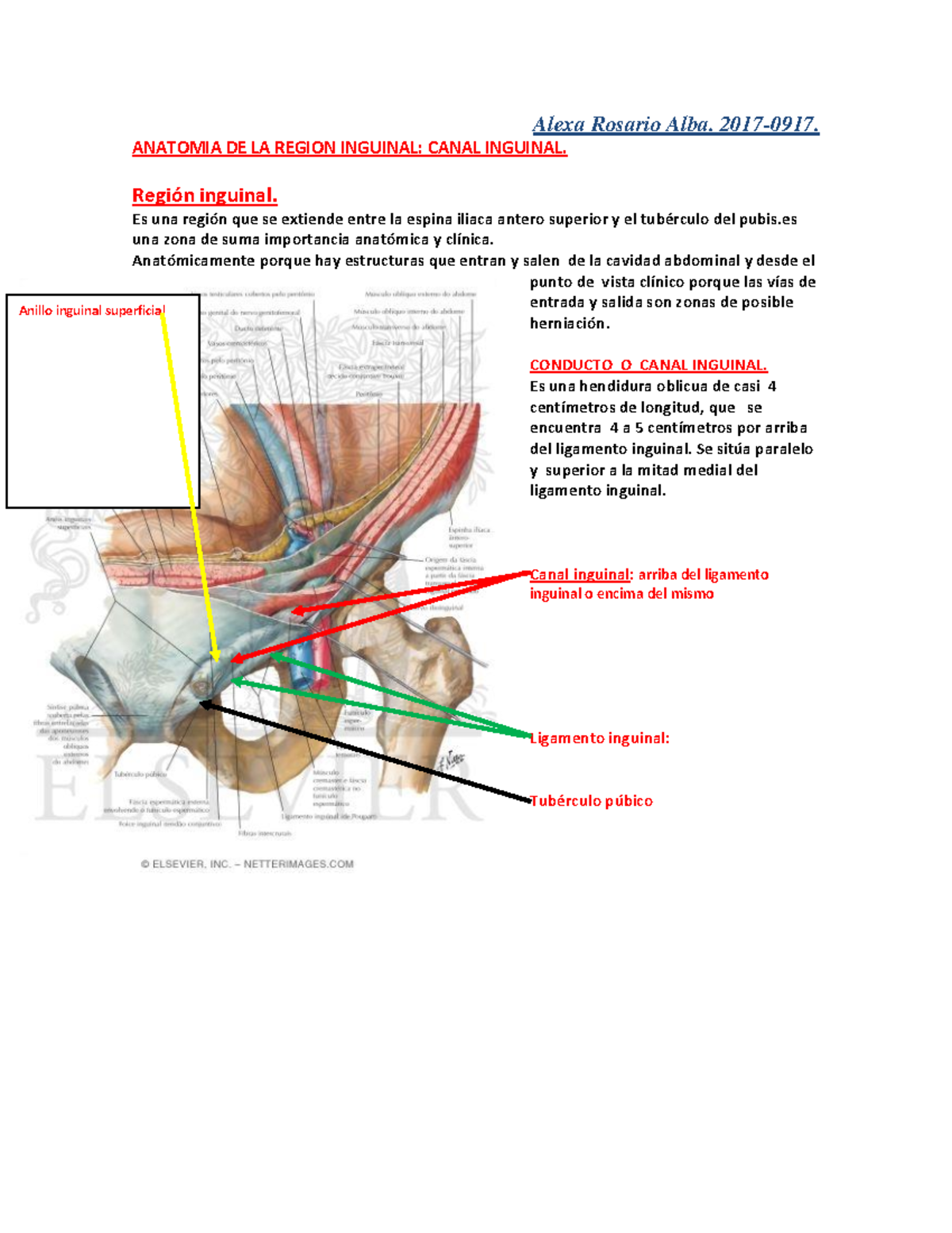Anatomía de la Región Inguinal: Canal Inguinal y Estructuras Associadas ...