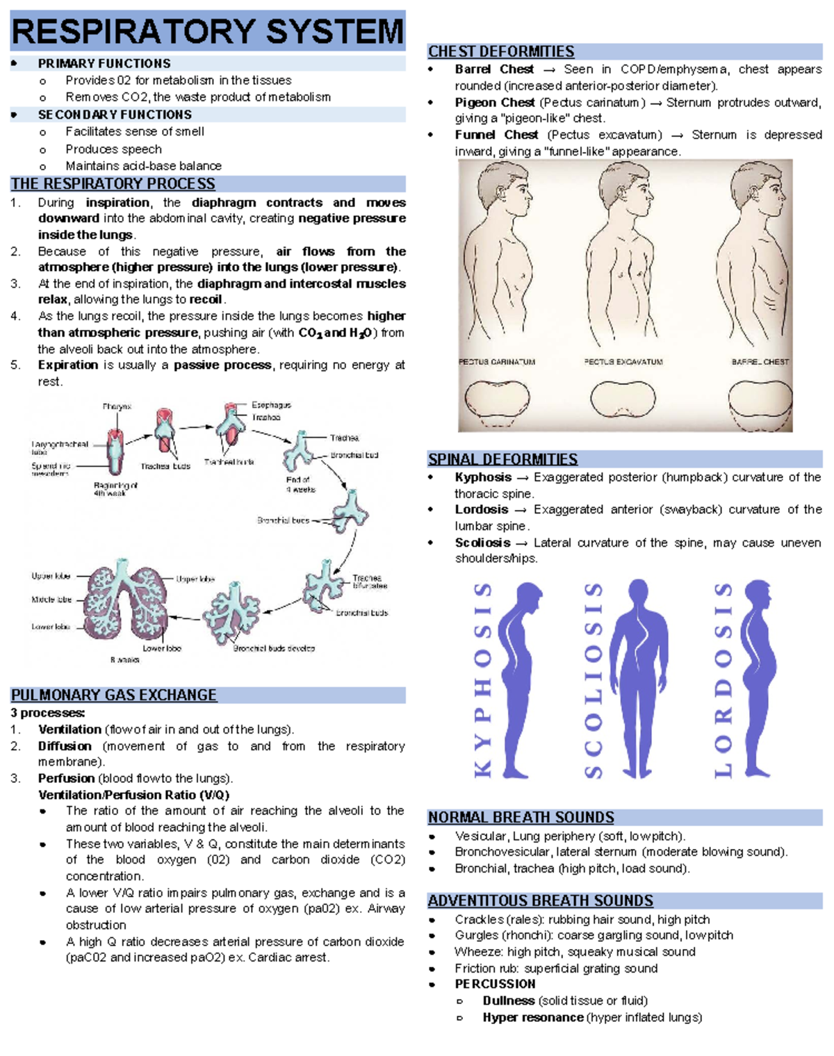 Respiratory System Overview: Functions, Deformities, and Disorders ...