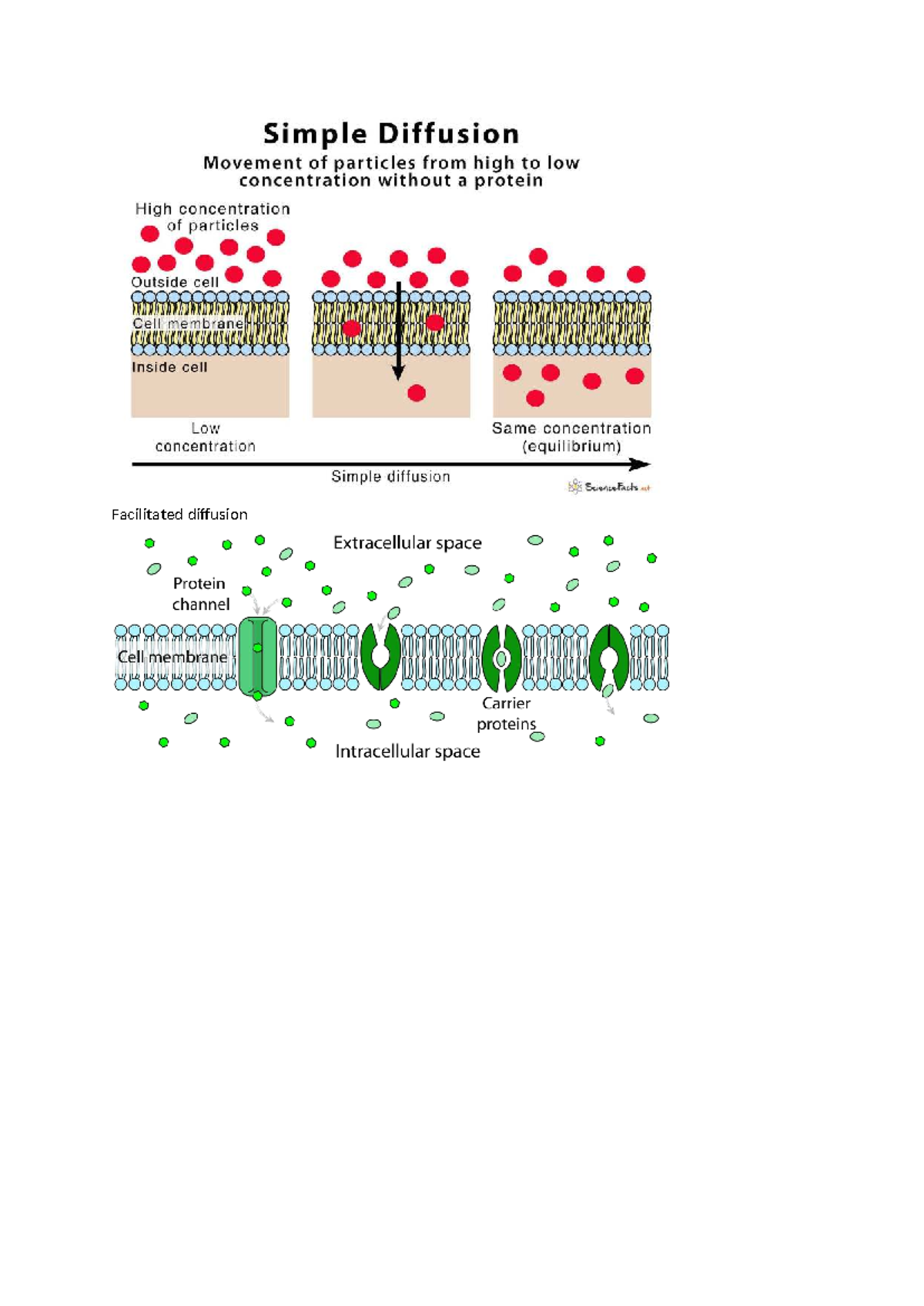 Summary for Biology: Membrane Transport & Central Dogma Concepts - Studocu