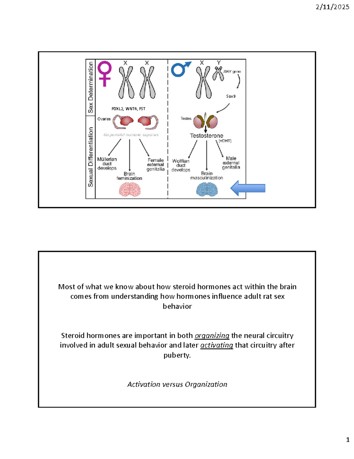 Hormonal Effects on Brain Sexual Differentiation: SDN & AVPV ...