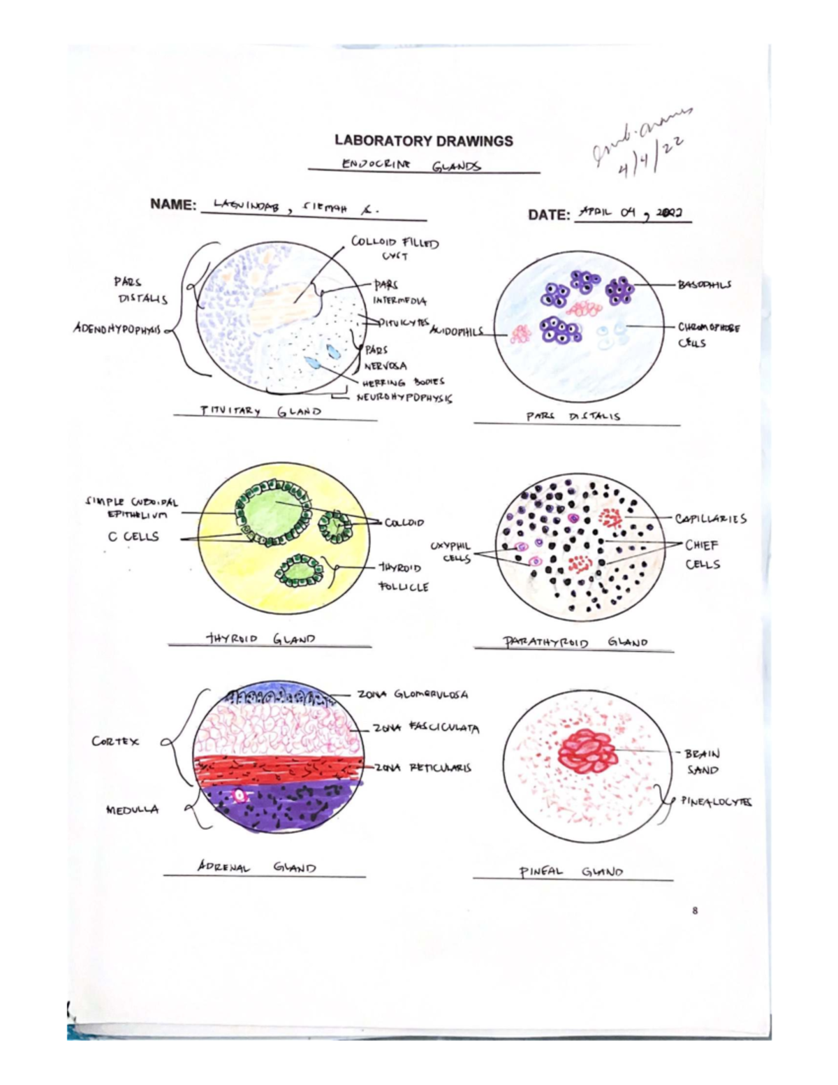 LABORATORY DRAWINGS: ENDOCRINE GLANDS (Indian/22) - Studocu
