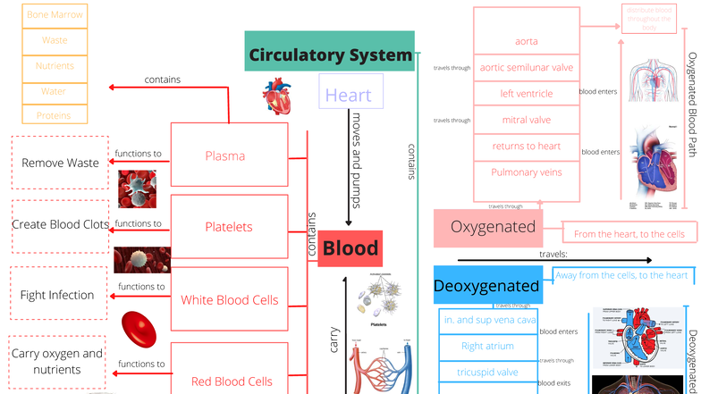 Blood - Concept Map Year 7 Biology - Create Blood Clots Fight Infection ...