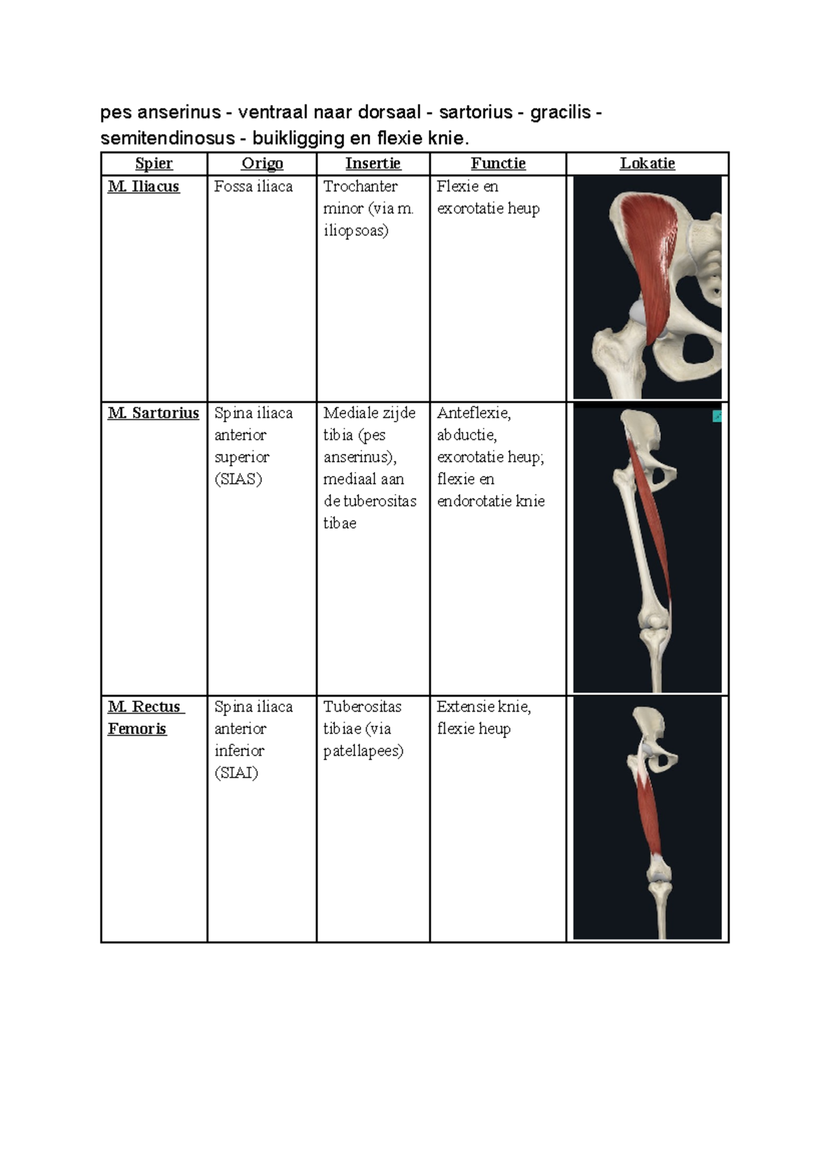 Anatomie van Spieren en Arteriën - Werkgroep 5 Notities - Studeersnel