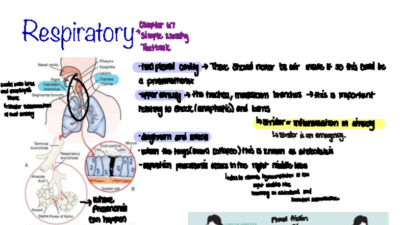 Respiratory Study Guide: Chapter 67 - Key Concepts in Nursing Care ...
