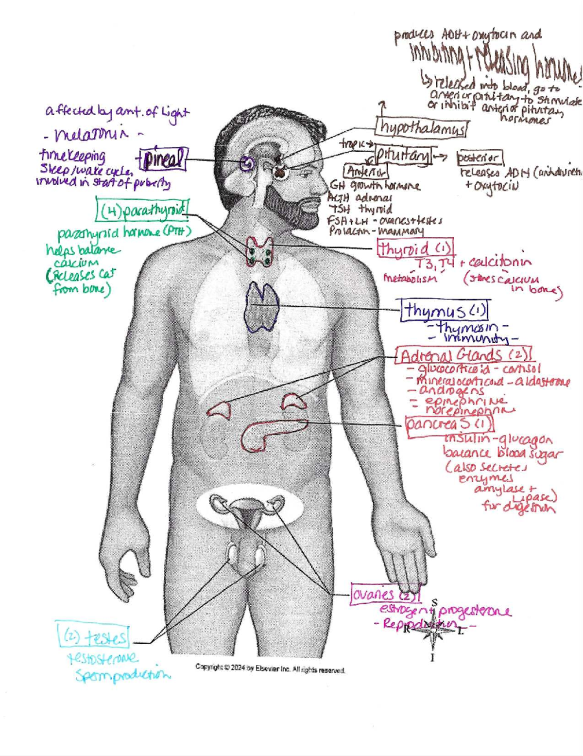 Colorful Endocrine System Review (BIO 101) - Key Hormones & Functions ...