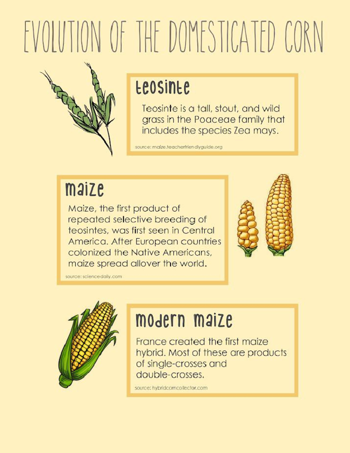 Evolution Of Domesticated Corn - EVOLUTION OF THE DOMESTICATED CORN ...