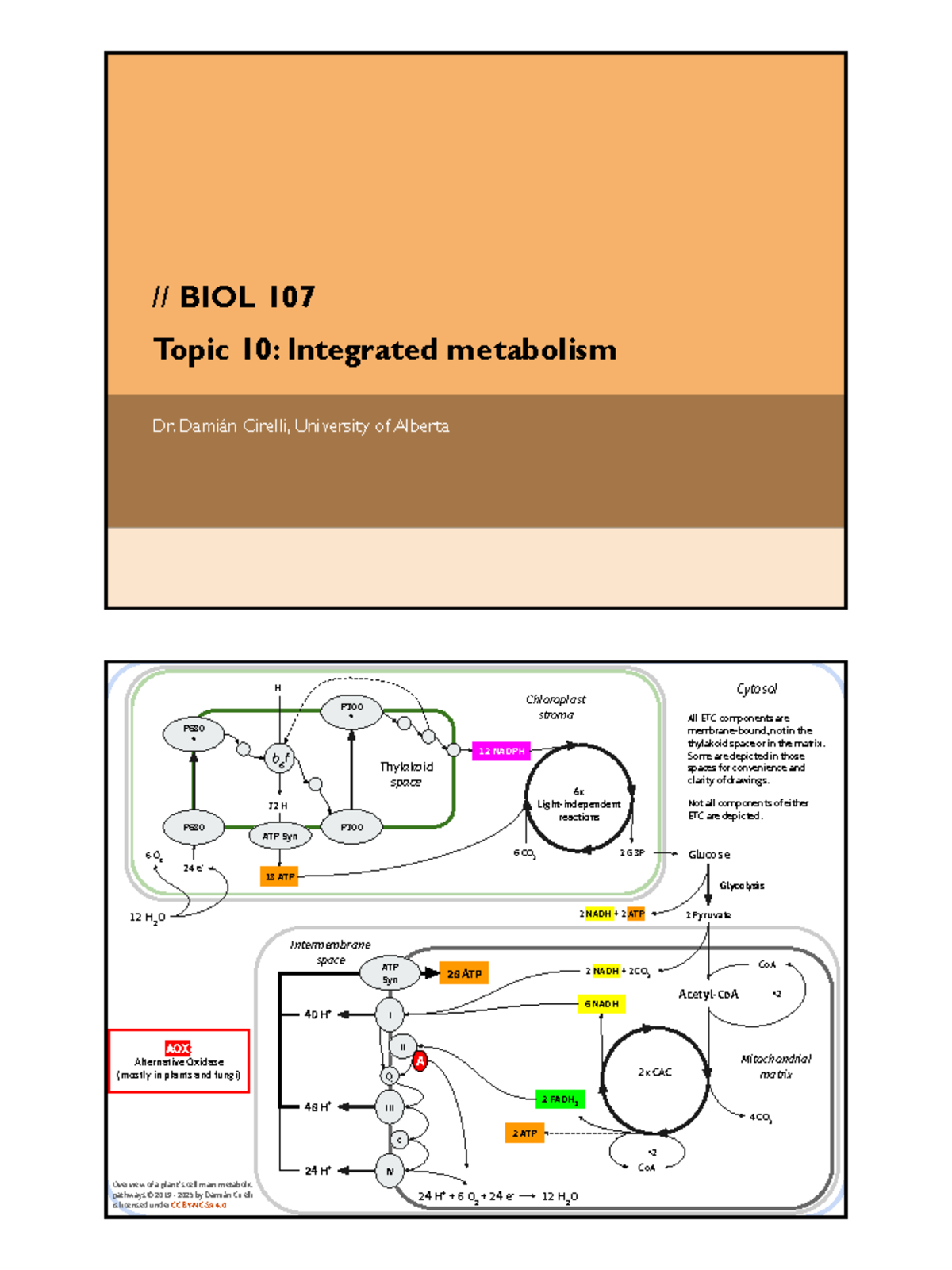BIOL 107 Topic 10: Integrated Metabolism Overview and Pathways - Studocu