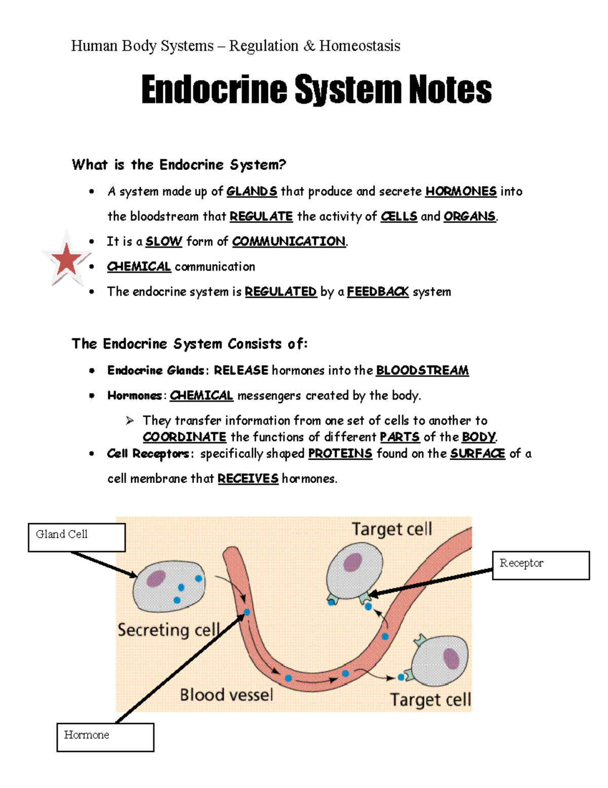Nerv-Endo-Exc-Imm Notes SC - Student Notes - Endocrine System Notes ...