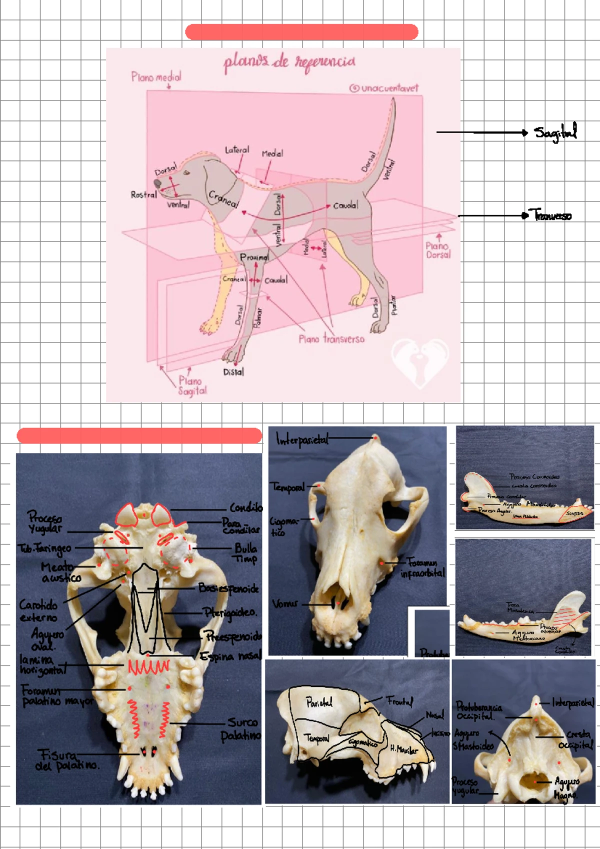 Anatomía del Ojo Canino: Estructuras y Funciones Esenciales - Studocu