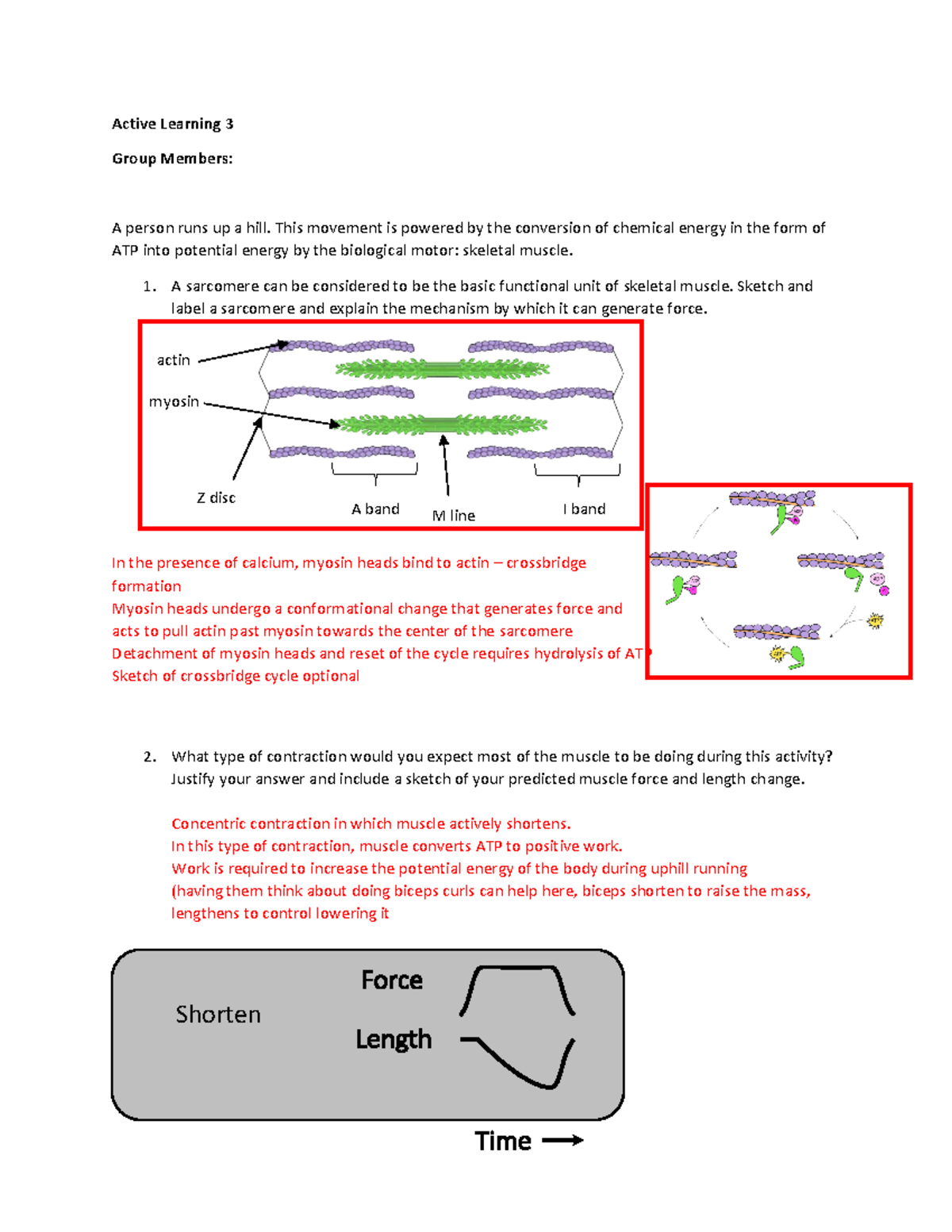 Active Learning 3 - Muscle Contraction Dynamics & Mechanisms - Studocu