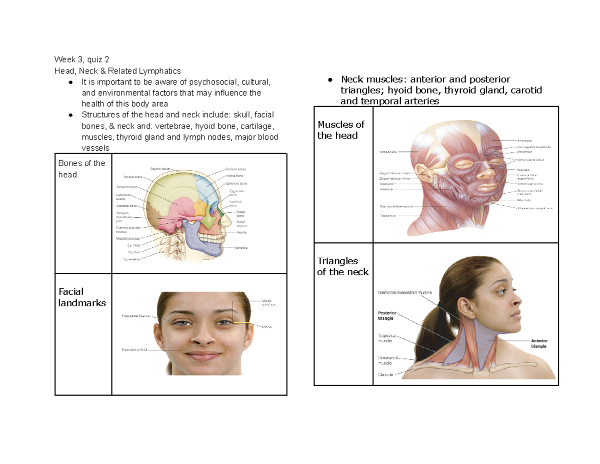 190 QUIZ 2 STUDY GUIDE: Head, Neck & Lymphatics Overview - Studocu