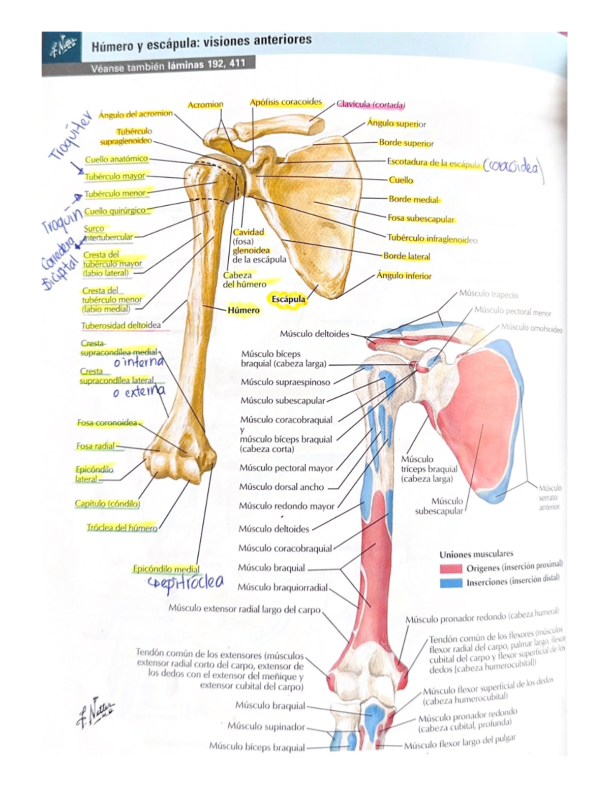 Anatomía del Miembro Superior: Húmero y Escápula (Detalles y Visiones ...