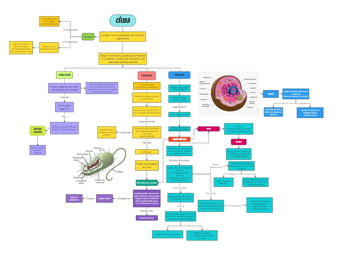 Mapa conceptual de la Célula y sus componentes esenciales - Studocu