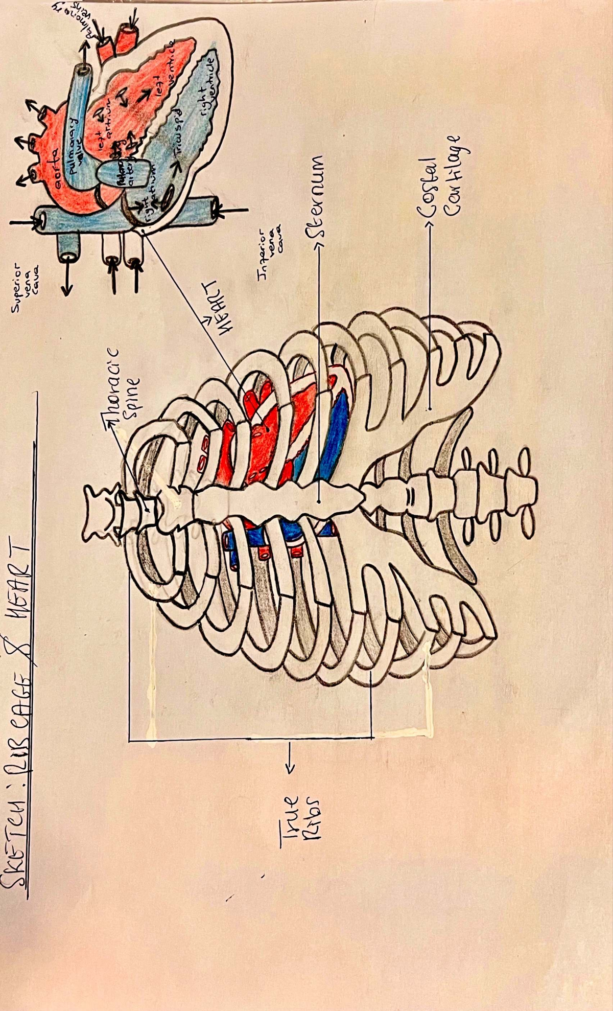 Heart - ANP115E - SKETCH : RIB CAGE & HEART Superior vena cava aorta ...
