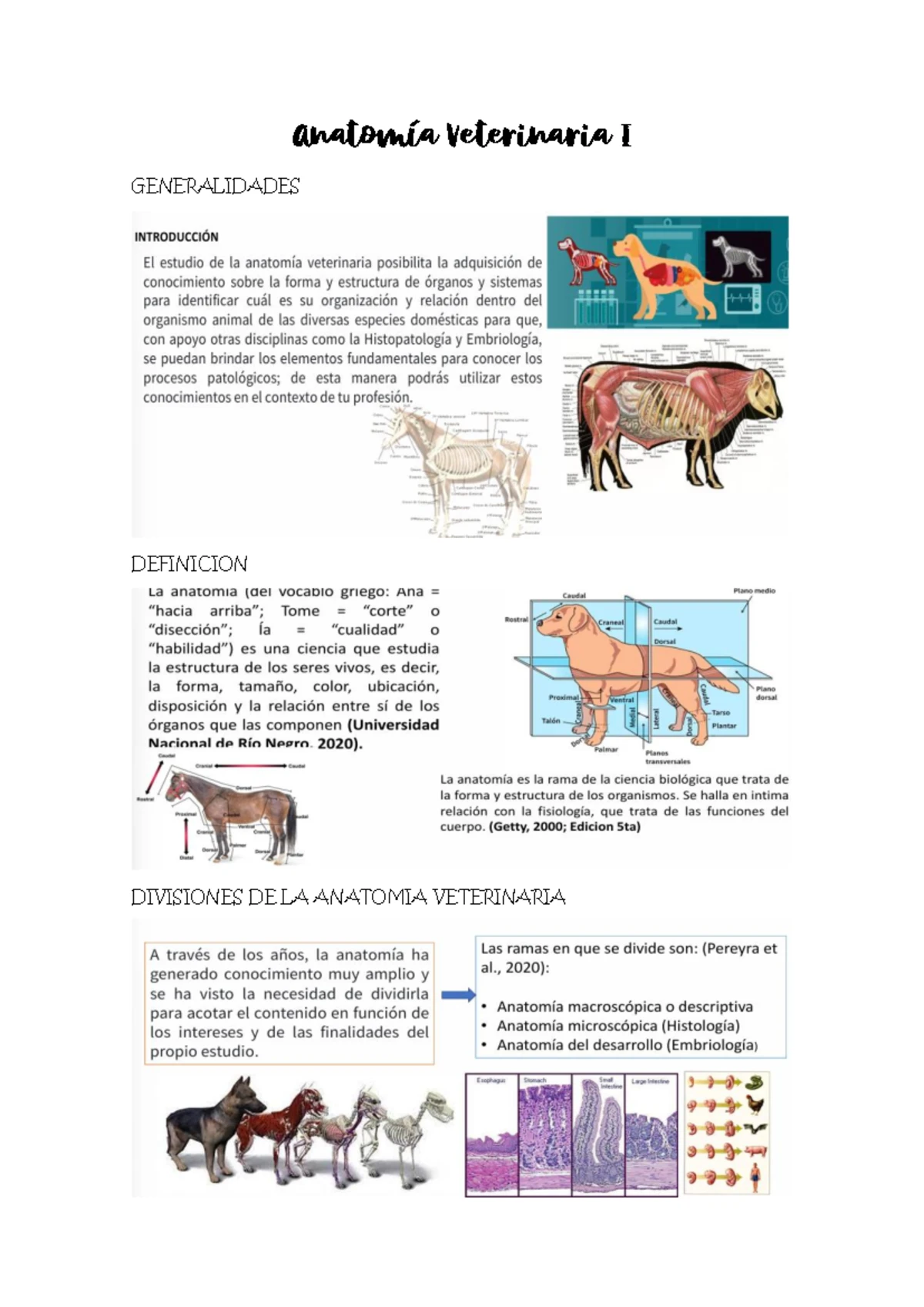 Apuntes de temas básicos de anatomía veterinaria - ANATOMIA I Es la ...