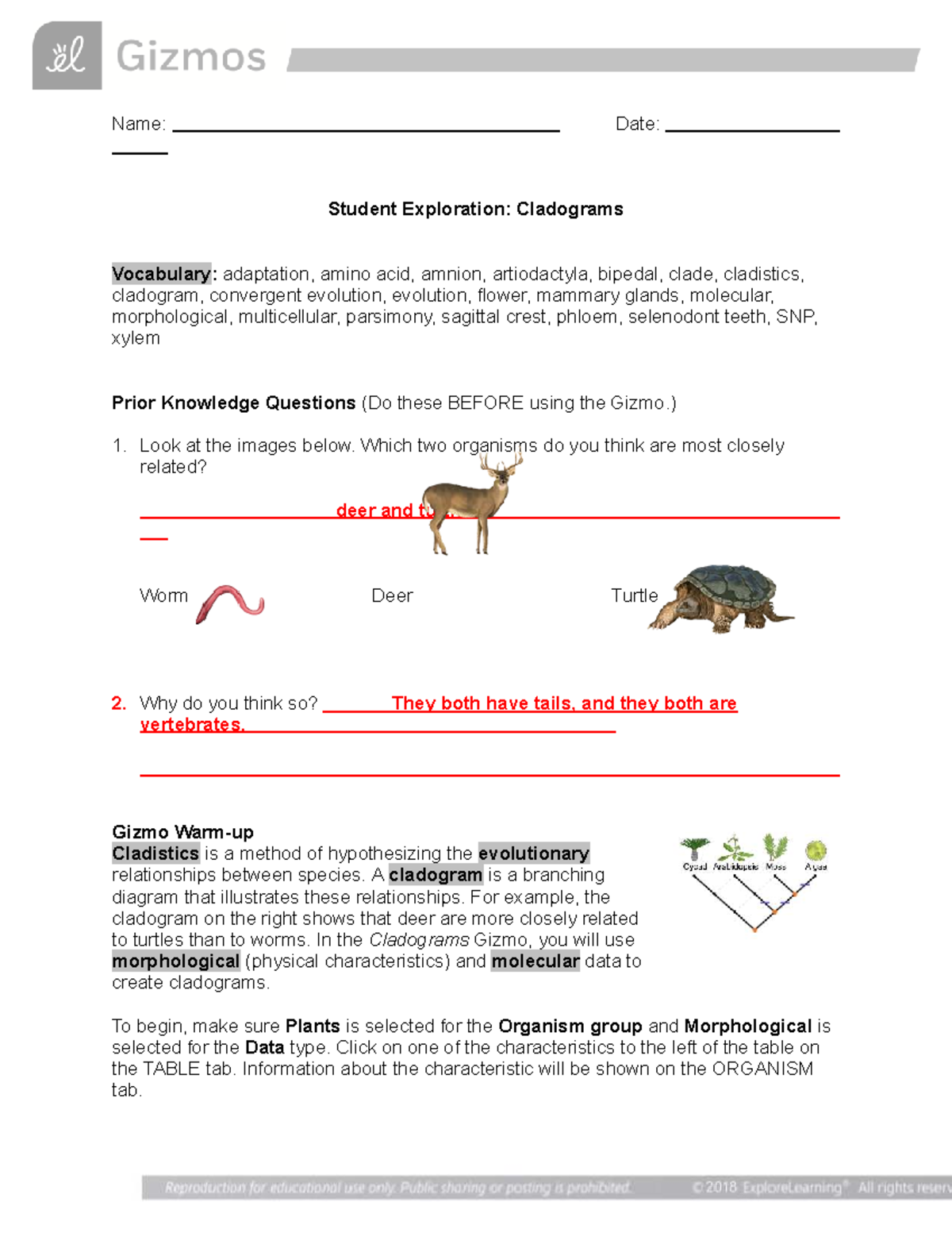 Cladograms Exploration: Understanding Evolutionary Relationships in ...