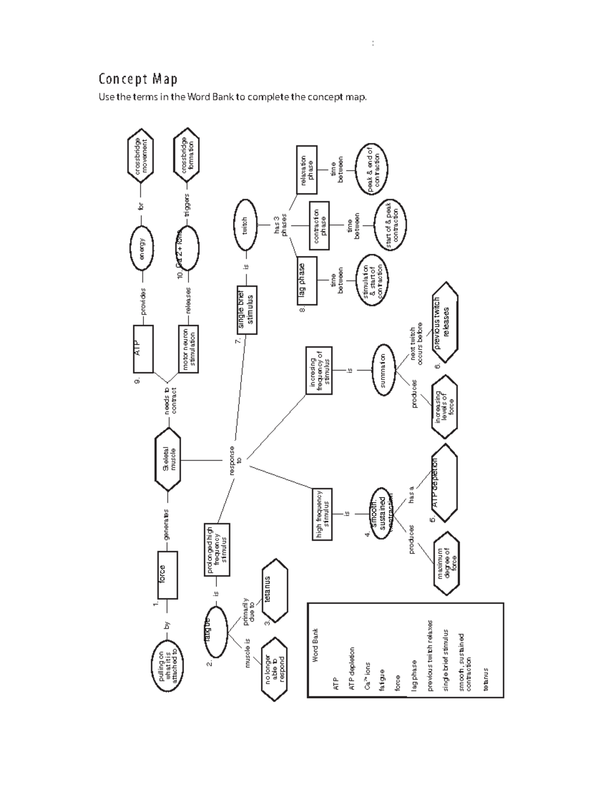 Chapter 10: Concept Map on Muscle Contractions and Force - Studocu