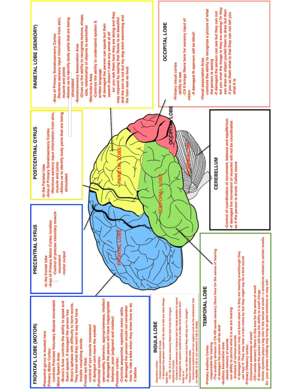 Chapter 12 Brain Answer Key - [Course Code] Study Guide on Lobes ...