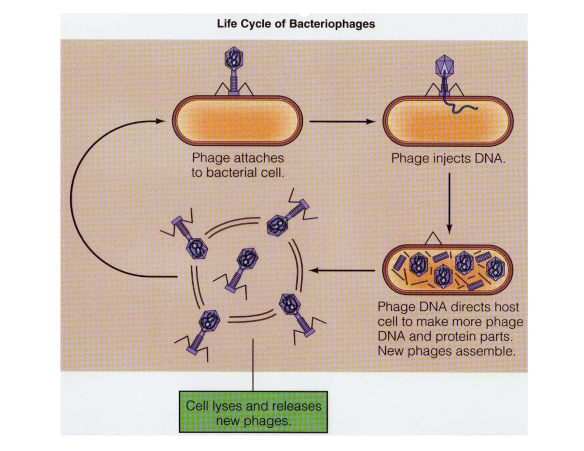 HIV and Coronavirus: Virion Structures & Life Cycle Comparison (2023 ...