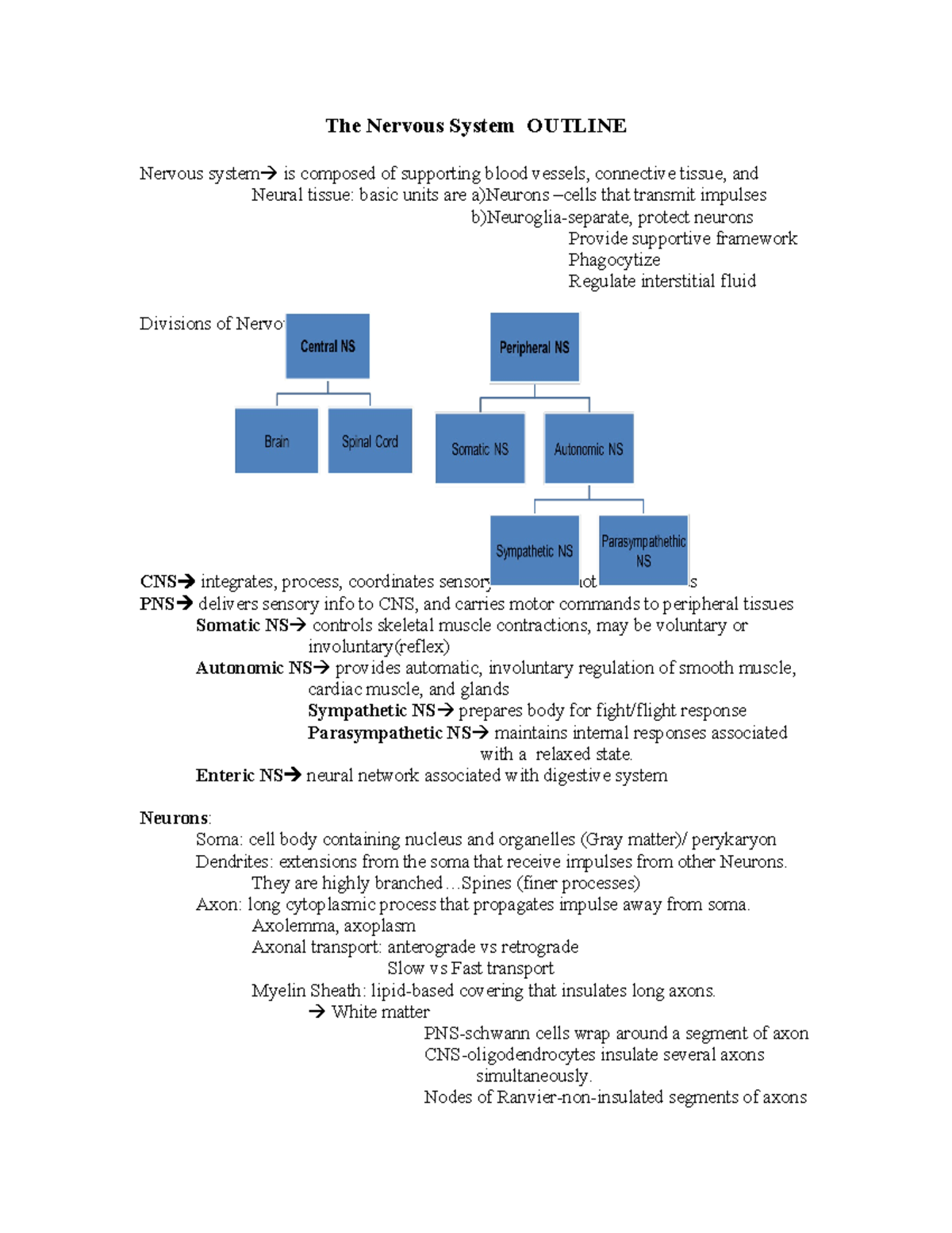 Ch 12 Nervous System part I Review Outline - The Nervous System OUTLINE ...