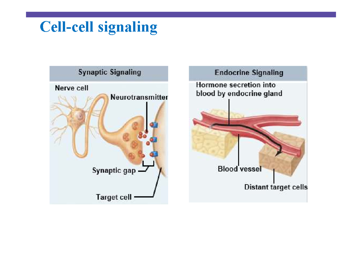 GE1352 Lecture Notes: Neuroendocrine Signaling and Hormonal Functions ...