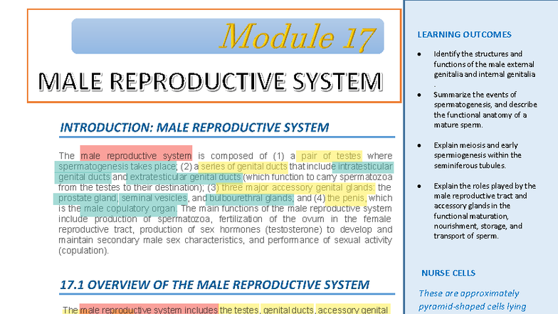 MODULE 17 - Overview of Male Reproductive System Anatomy and Functions - Studocu