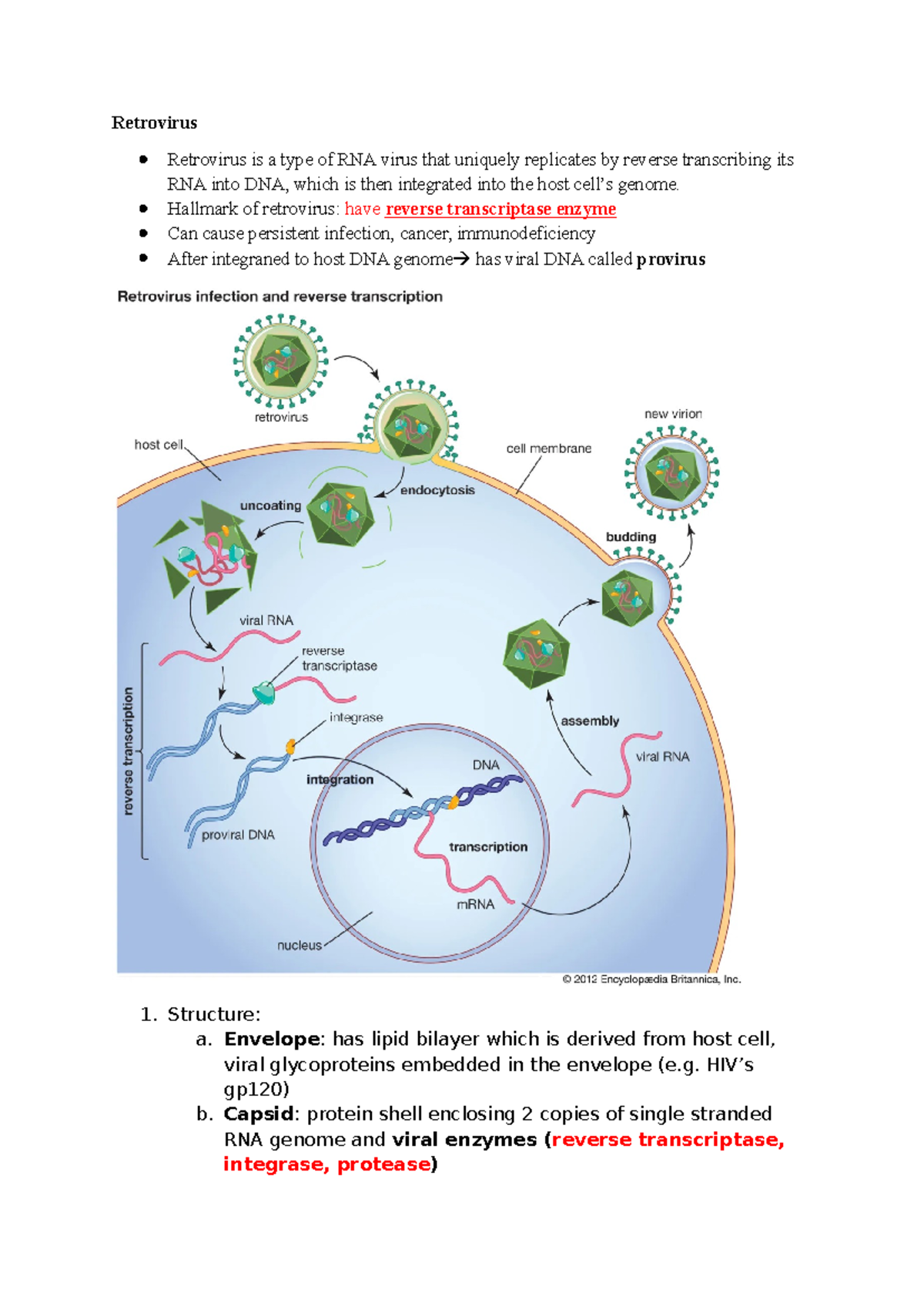 Molecular Medicine Summary: Retrovirus Overview and Implications - Studocu