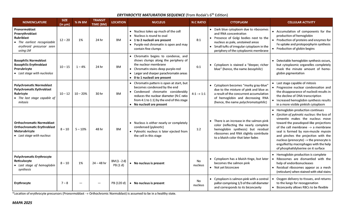 Erythrocyte Maturation Sequence Table (MAPA 2025) - Studocu