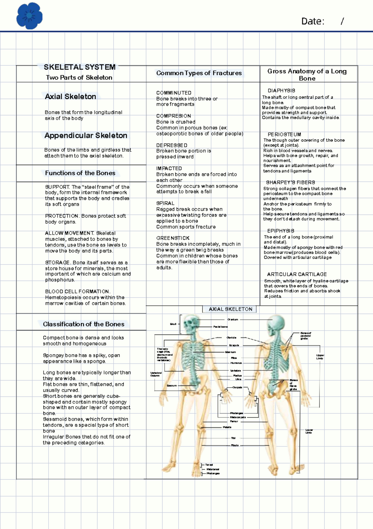 Ana Phy Lec Lab Midterms: Overview of the Skeletal System - Studocu