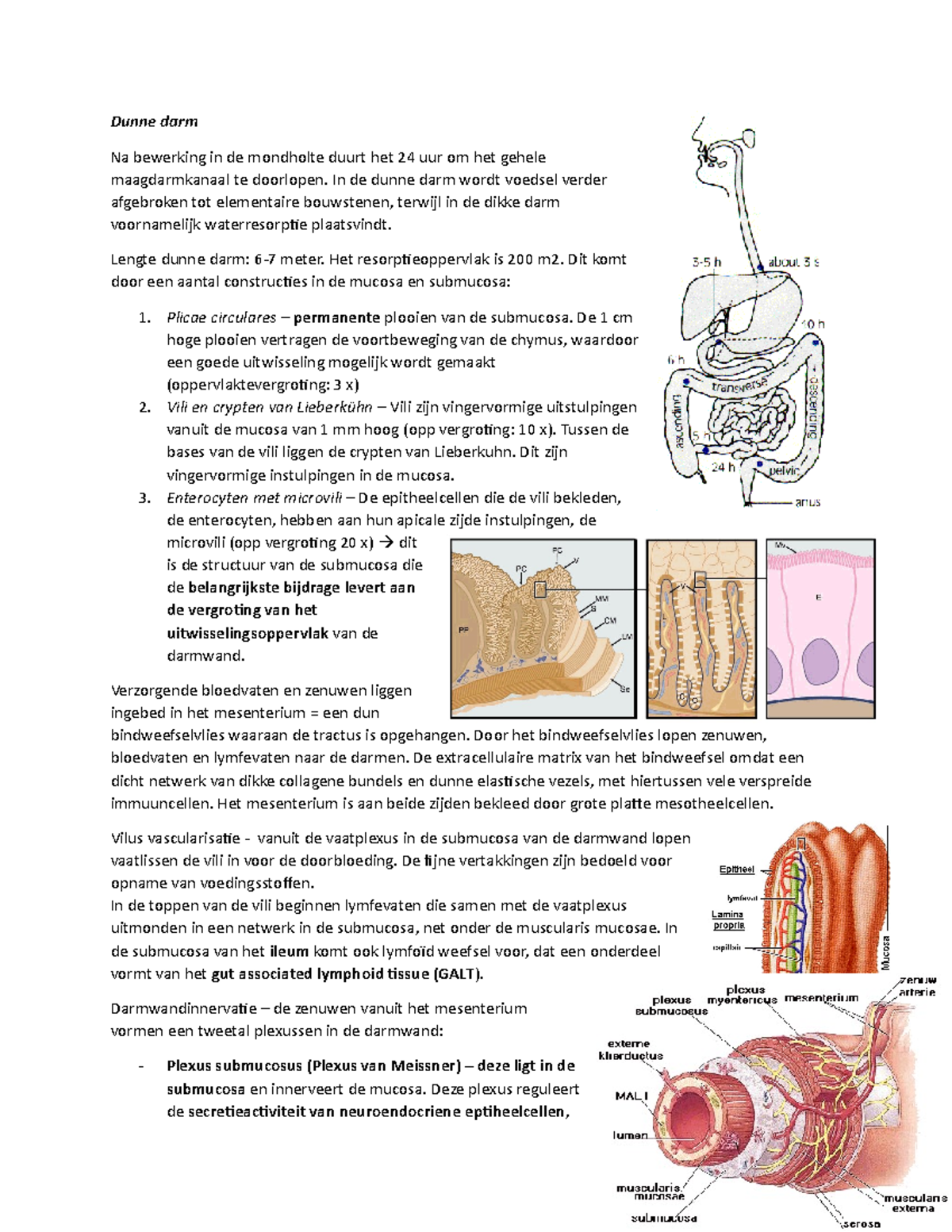 Dunne Darm en zijn Functies: Inzicht in Structuur en Fysiologie ...