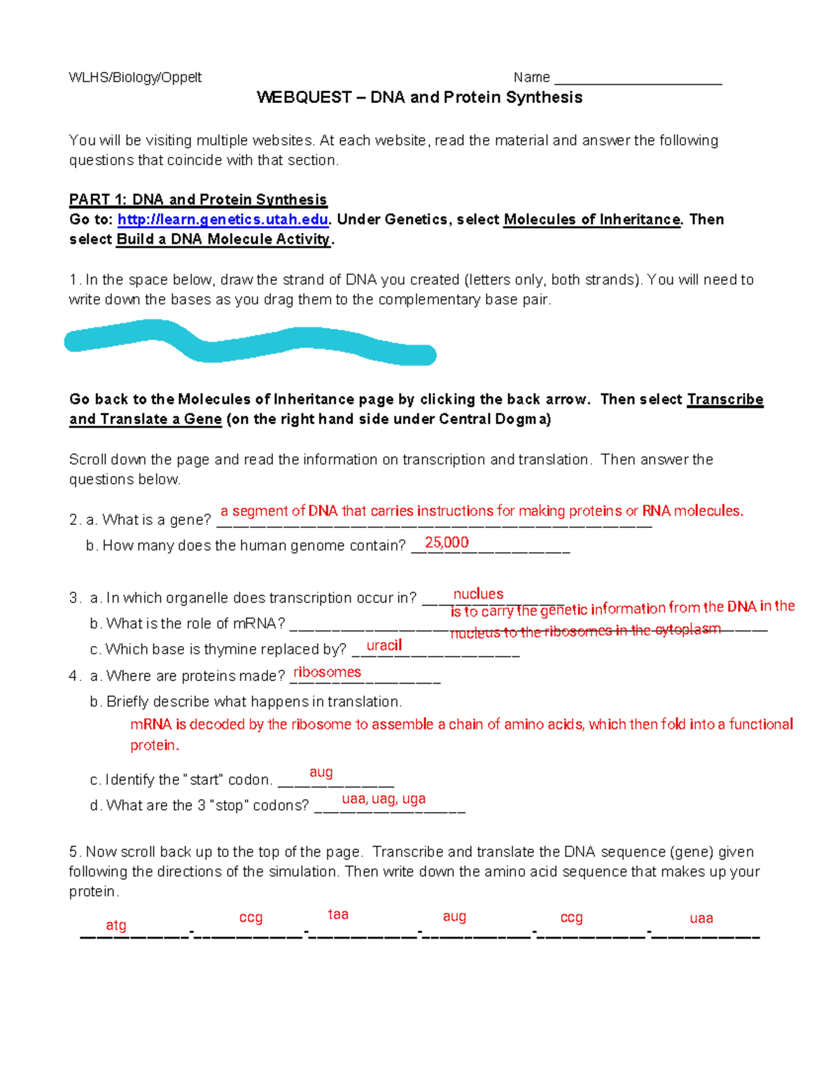 Kami Export - Jackson Moore - Webquest - DNA and Protein Synthesis ...