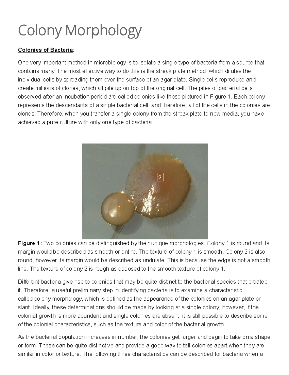 Colony Morphology Notes for BIOZ-303-AOL-SP2023 - Microbiology Lab ...