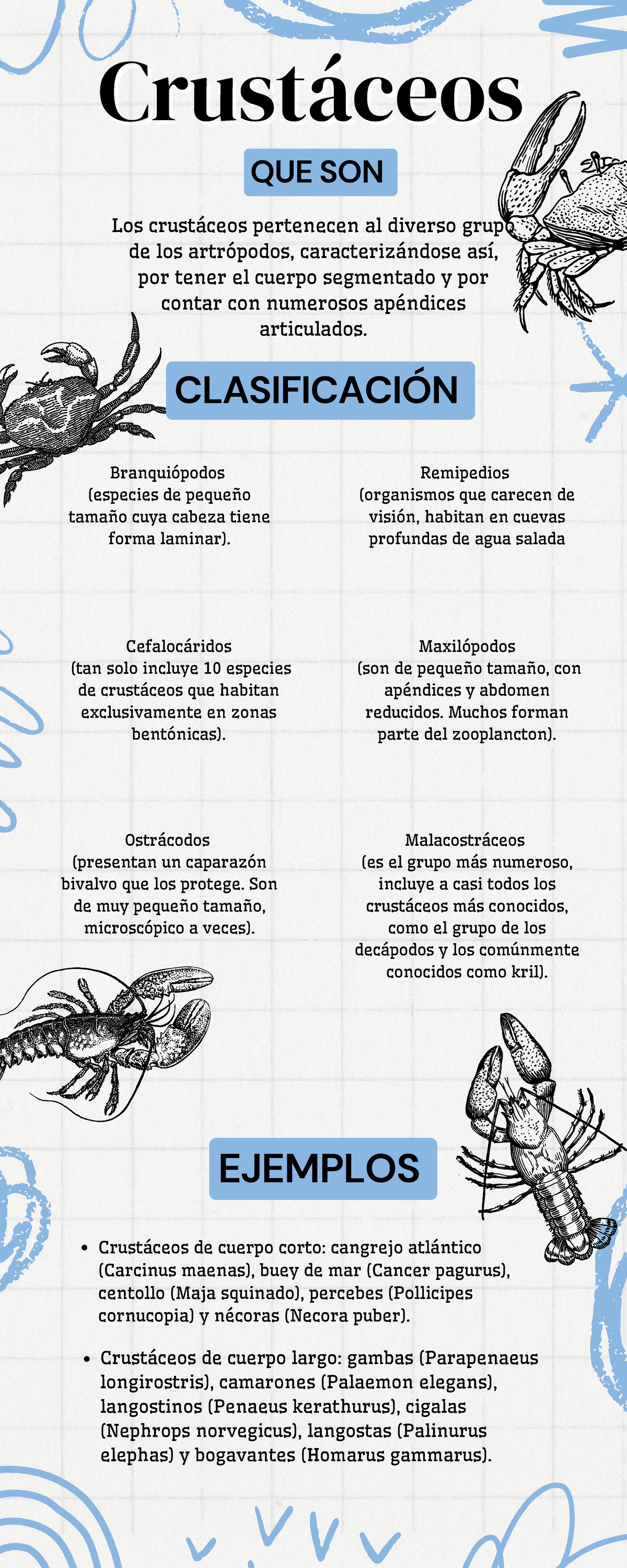 Clasificación de los Crustáceos: Tipos y Ejemplos Esenciales - Studocu